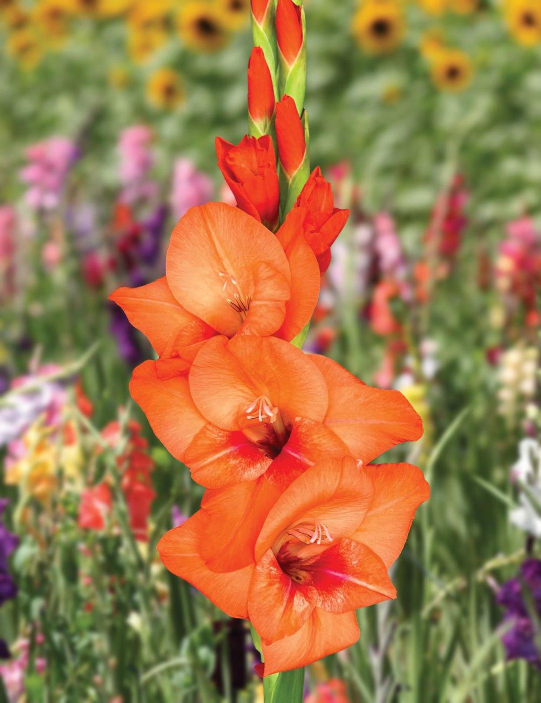 Gladiolus Glamini 'jenny' | Orange Compact Sword Lily - Spring Bulbs - Etsy