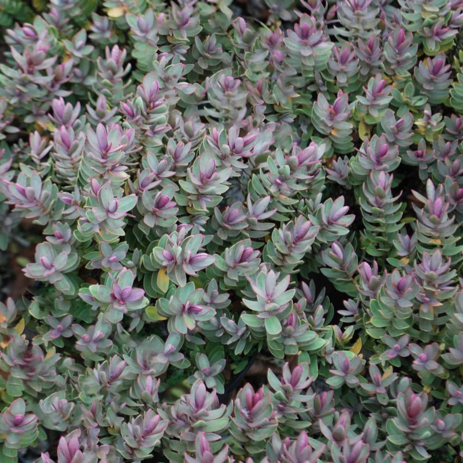 Hebe 'red Edge' | Compact Evergreen Flowering Shrub - 1 Gallon Pot - Etsy