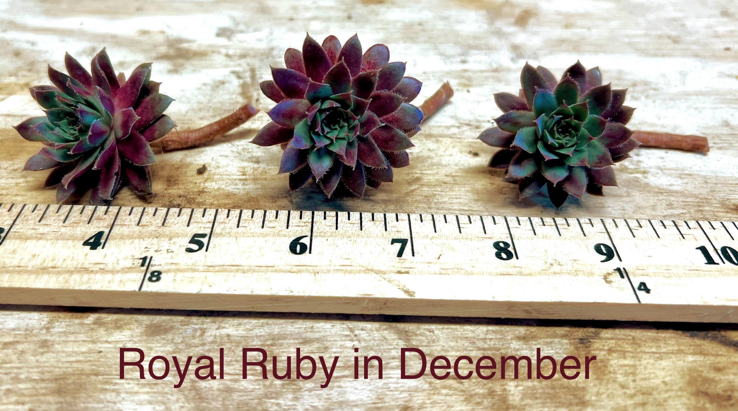 Sempervivum 'royal Ruby' | Ruby Red Hens and Chicks | Evergreen ...