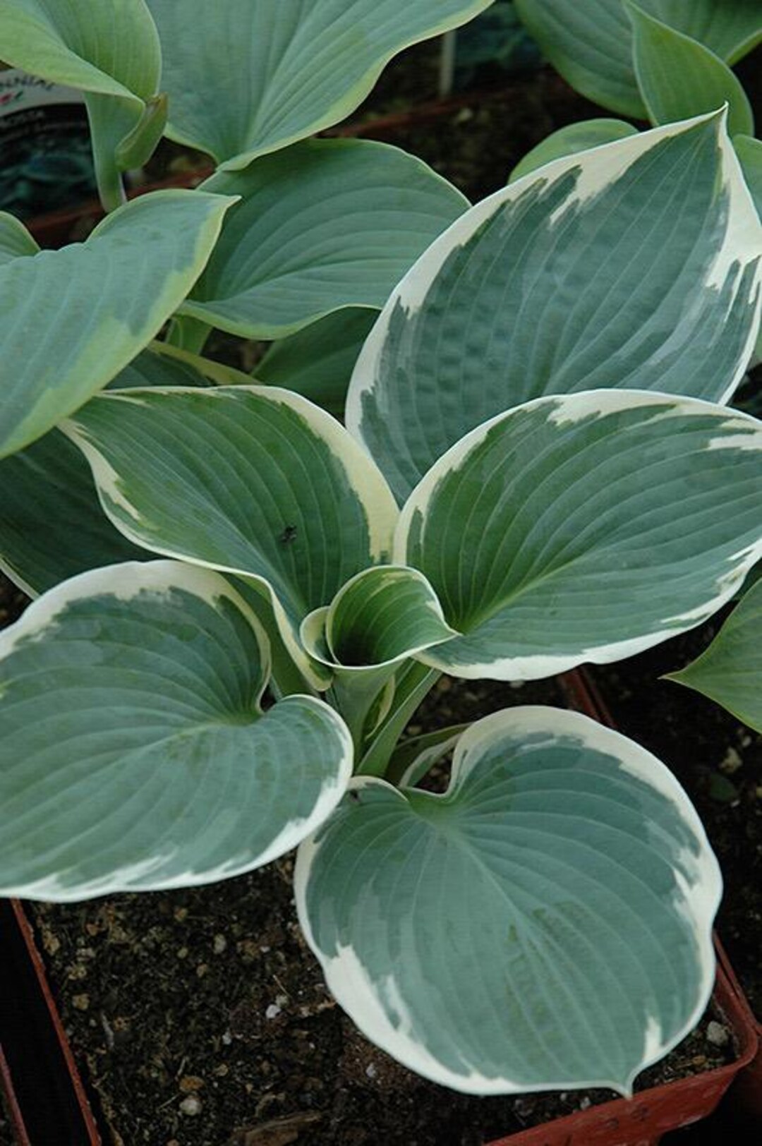 Hosta 'barbara Ann' | Medium Variegated Green and White Hosta ...