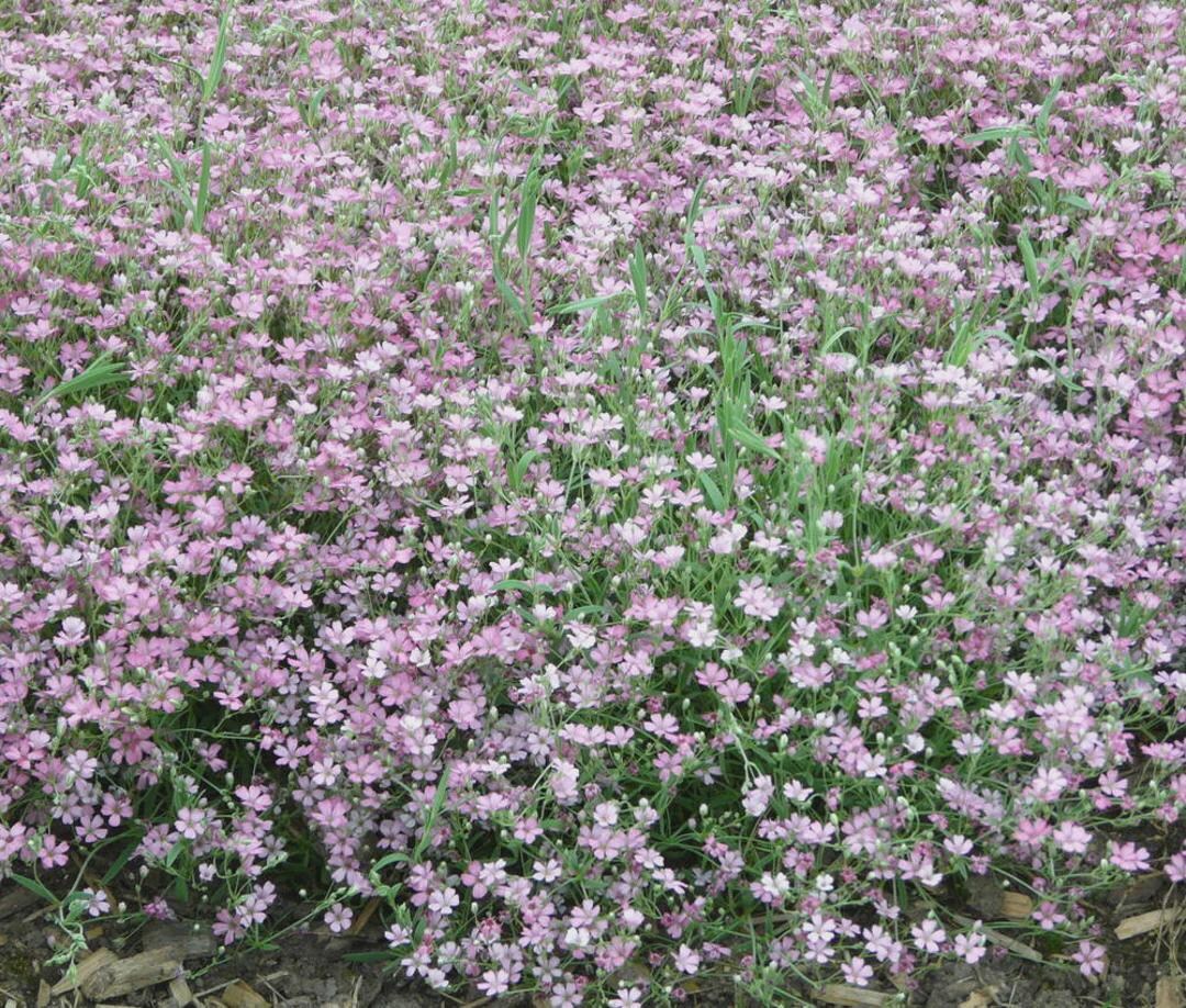 Gypsophila Repens Rosea | Pink Clumping Baby's Breath | Sun Loving ...
