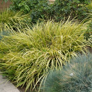 Acorus Gramineus 'minimus Aureus' | Dwarf Golden Sweet Flag Grass ...