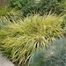 Acorus Gramineus 'minimus Aureus' | Dwarf Golden Sweet Flag, Evergreen ...