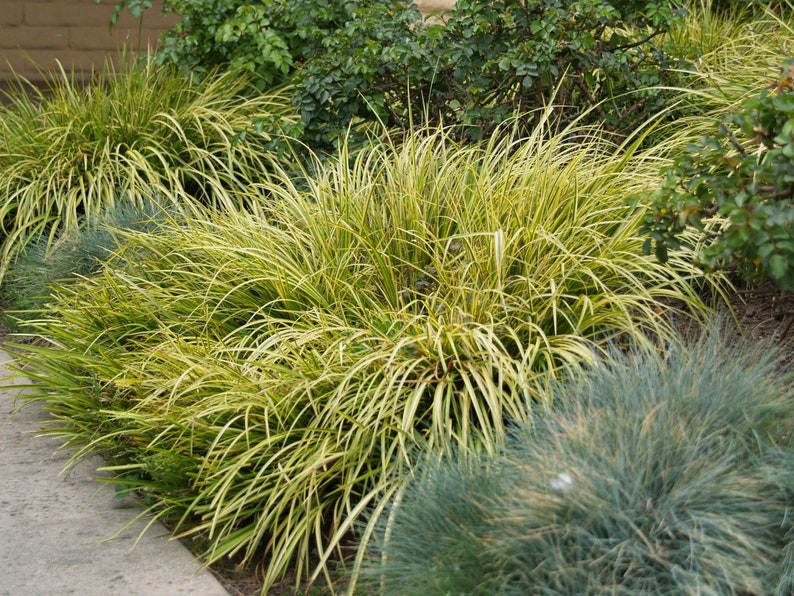 Acorus Gramineus 'minimus Aureus' | Dwarf Golden Sweet Flag, Evergreen ...