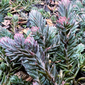 Sedum Reflexum 'blue Spruce' | Blue Stonecrop Succulent, Evergreen - Etsy