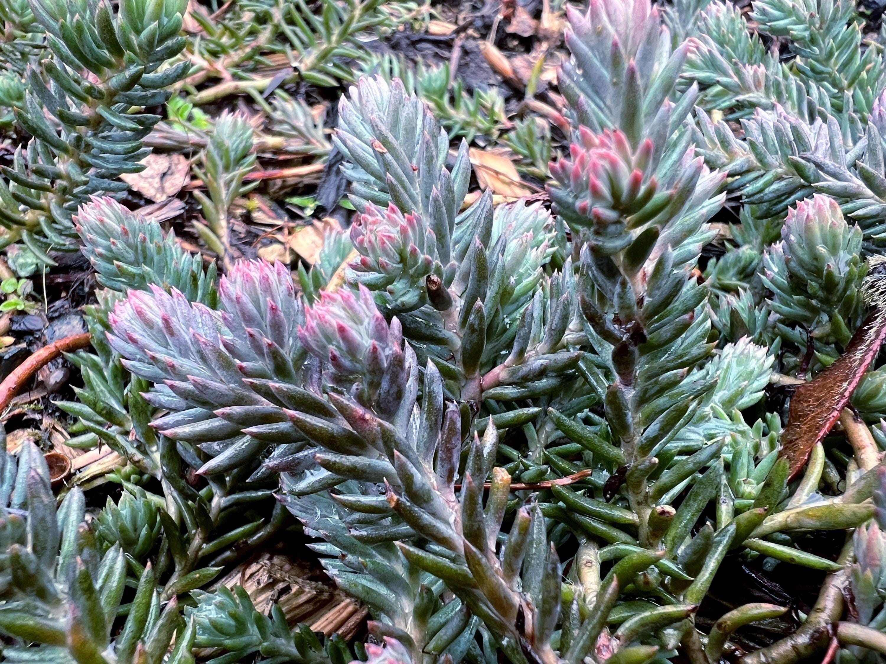 Sedum Reflexum 'blue Spruce' | Blue Stonecrop Succulent, Evergreen - Etsy