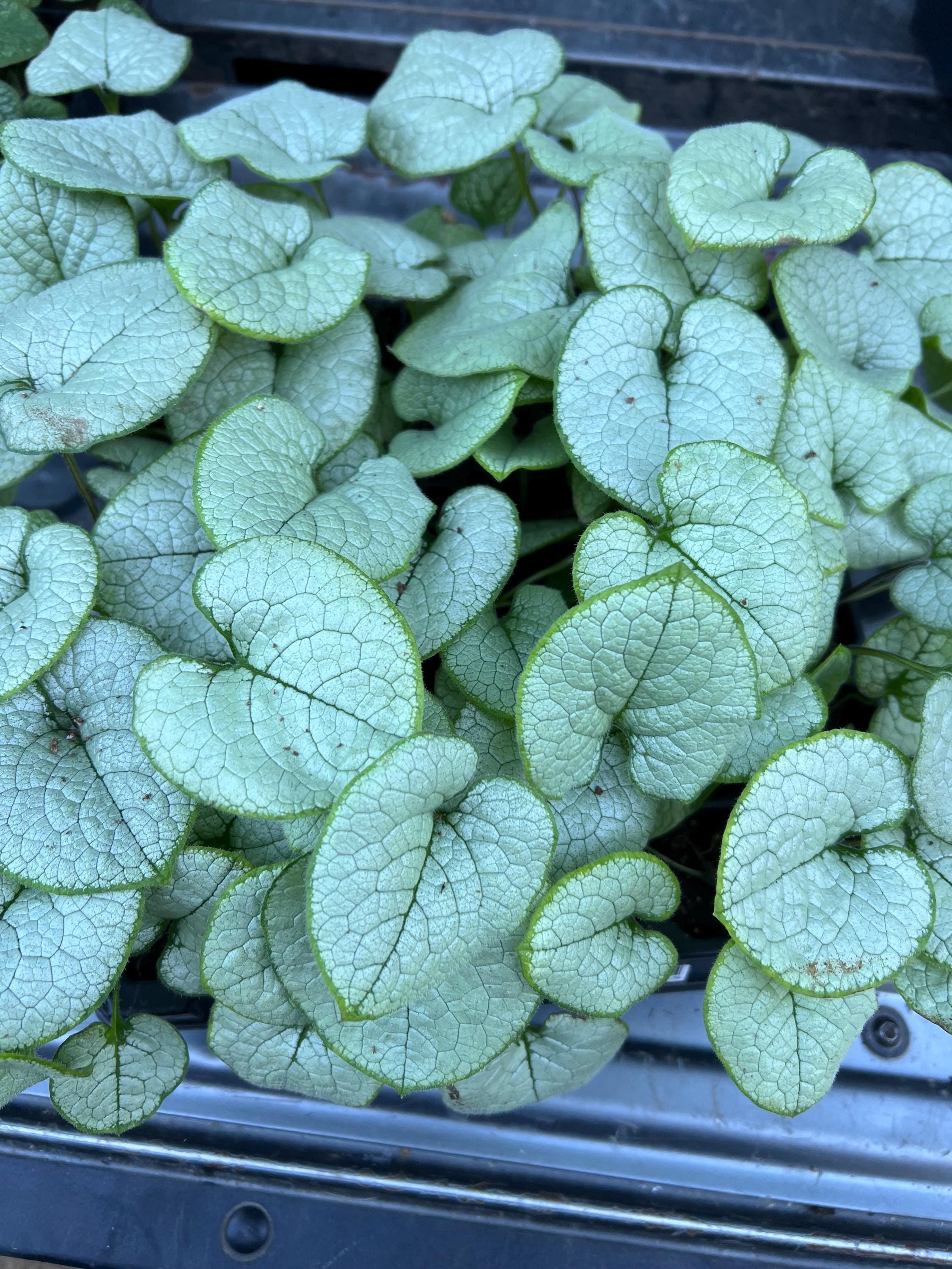 Brunnera Macrophylla 'alexandria' | Giant Siberian Bugloss, Shade ...
