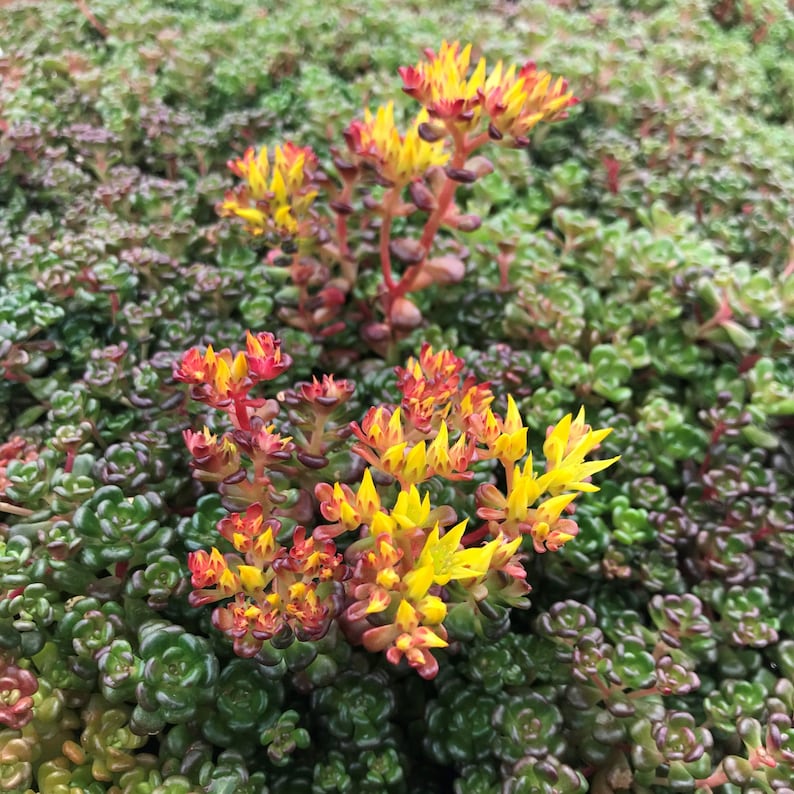 Sedum Oreganum | Pacific Native Stonecrop, Evergreen - Etsy