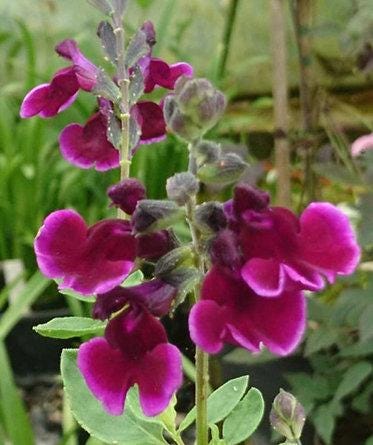 Salvia Greggii 'blackberry Ripple' | Hardy Perennial Sage | Pollinator ...