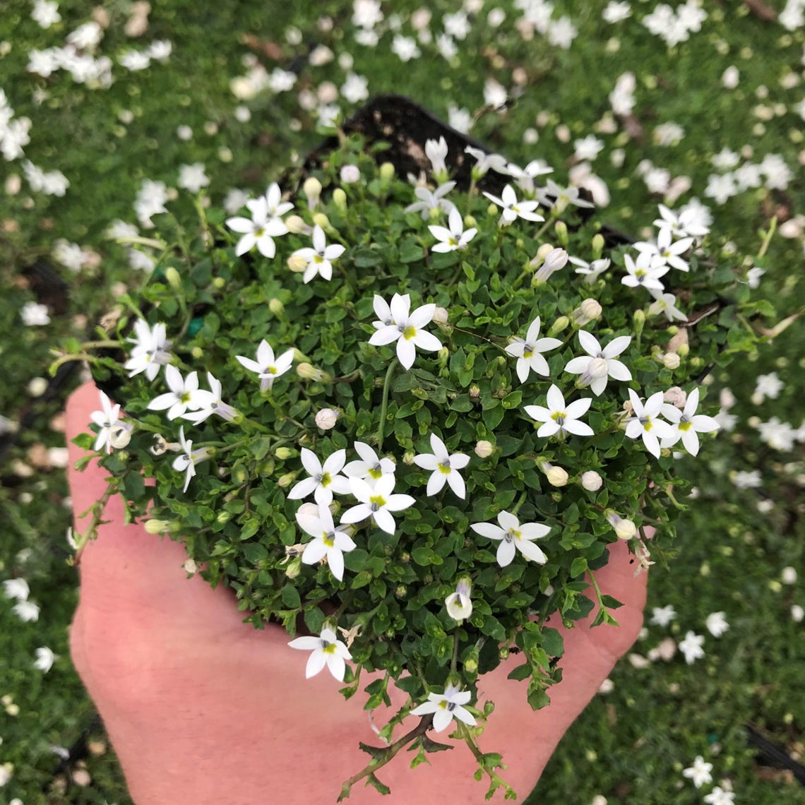Pratia Pedunculata 'alba' | Laurentia, White Star Creeper Groundcover ...