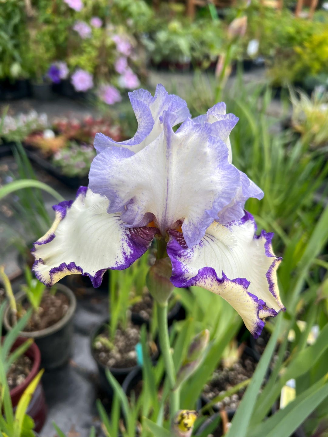 Iris 'rings True' | Bearded Iris - 1 Bareroot Rhizome - Etsy
