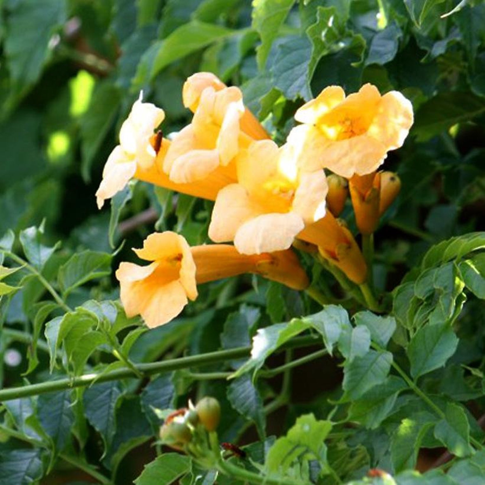 Campsis Radicans ‘flava’ | Golden Yellow Trumpet Vine - 1 Gallon Pot - Etsy