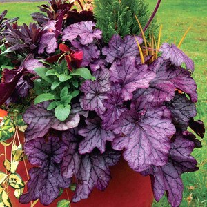 Heuchera 'spellbound' | Coral Bells, Semi-evergreen - Multiple Size ...