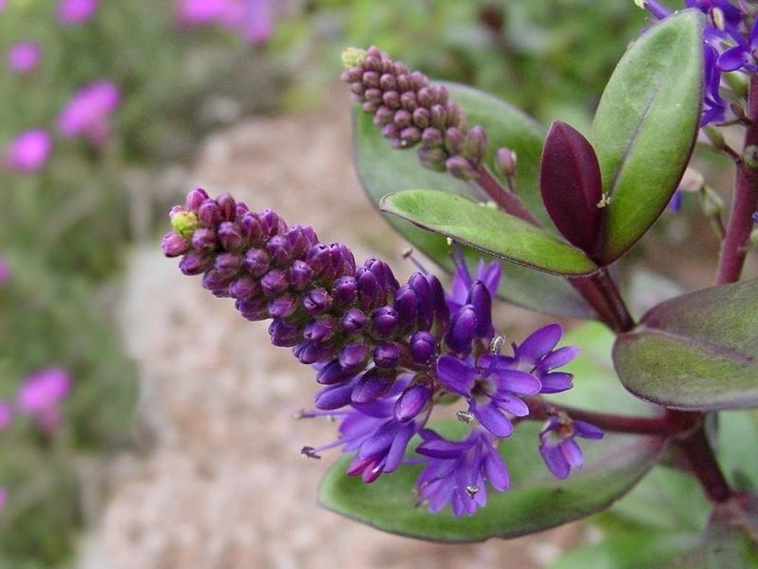 Hebe 'amy' | Purple Splendor Hebe | Summer-blooming Evergreen Shrub ...