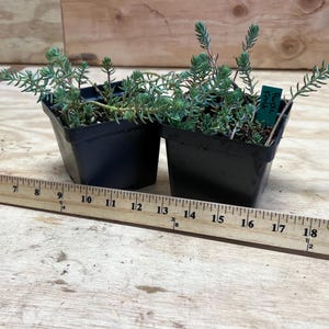 Sedum Purple Frost, Purple Stonecrop Succulent, Cold Hardy Evergreen ...