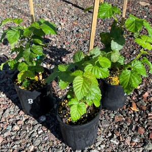 Berry Plant | Tayberry Hybrid | Rubus Fruticosus × Idaeus | Sweet Rare ...