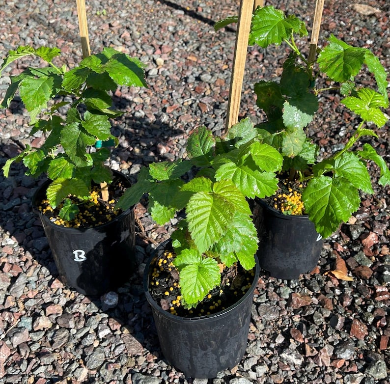 Berry Plant | Tayberry Hybrid | Rubus Fruticosus × Idaeus | Sweet Rare ...