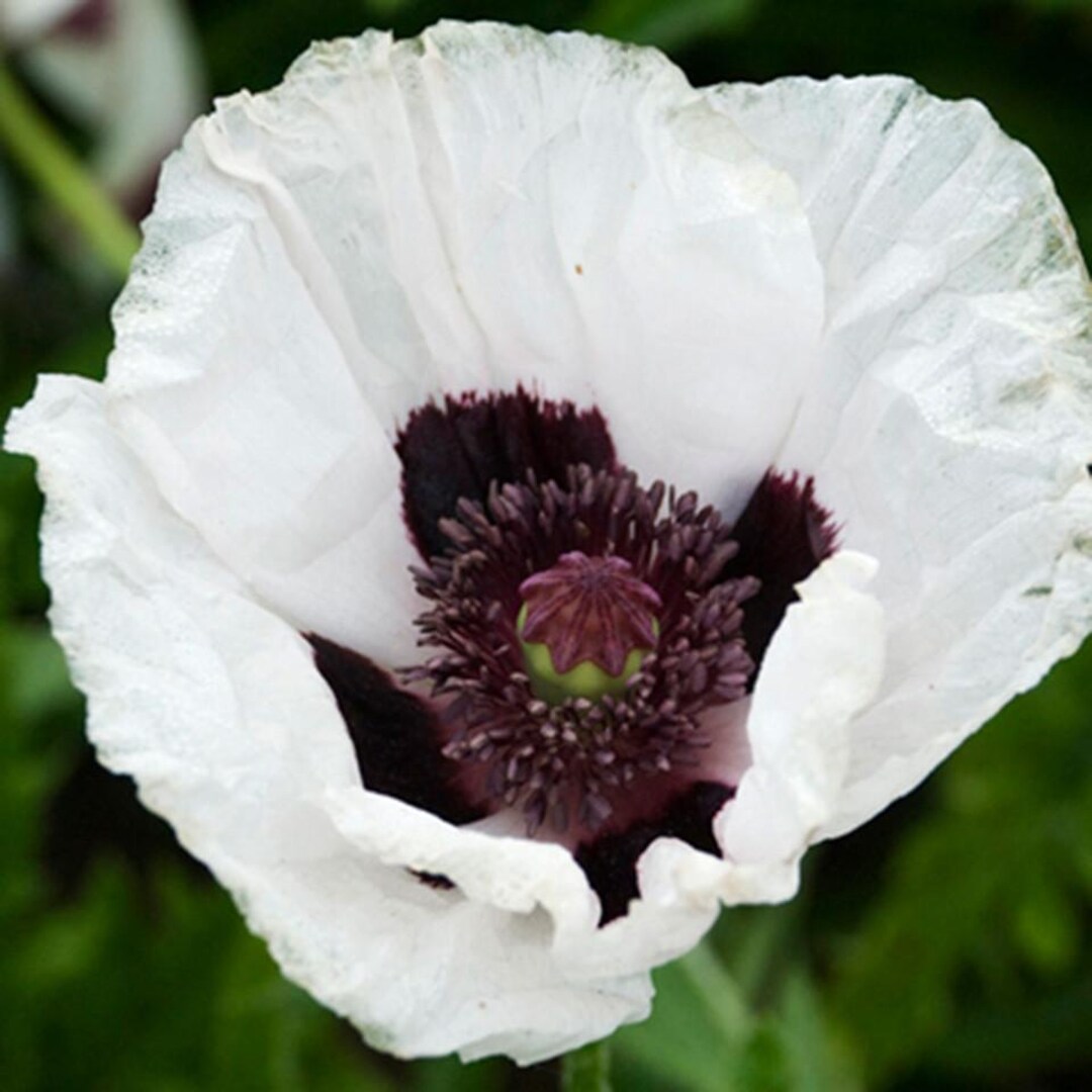 NEW Papaver Orientale 'royal Wedding' | White Oriental Poppy | USA ...
