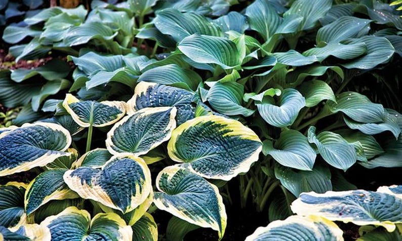 Hosta - 5-10 Different Hosta Varieties | Grower's Choice Selection - Etsy