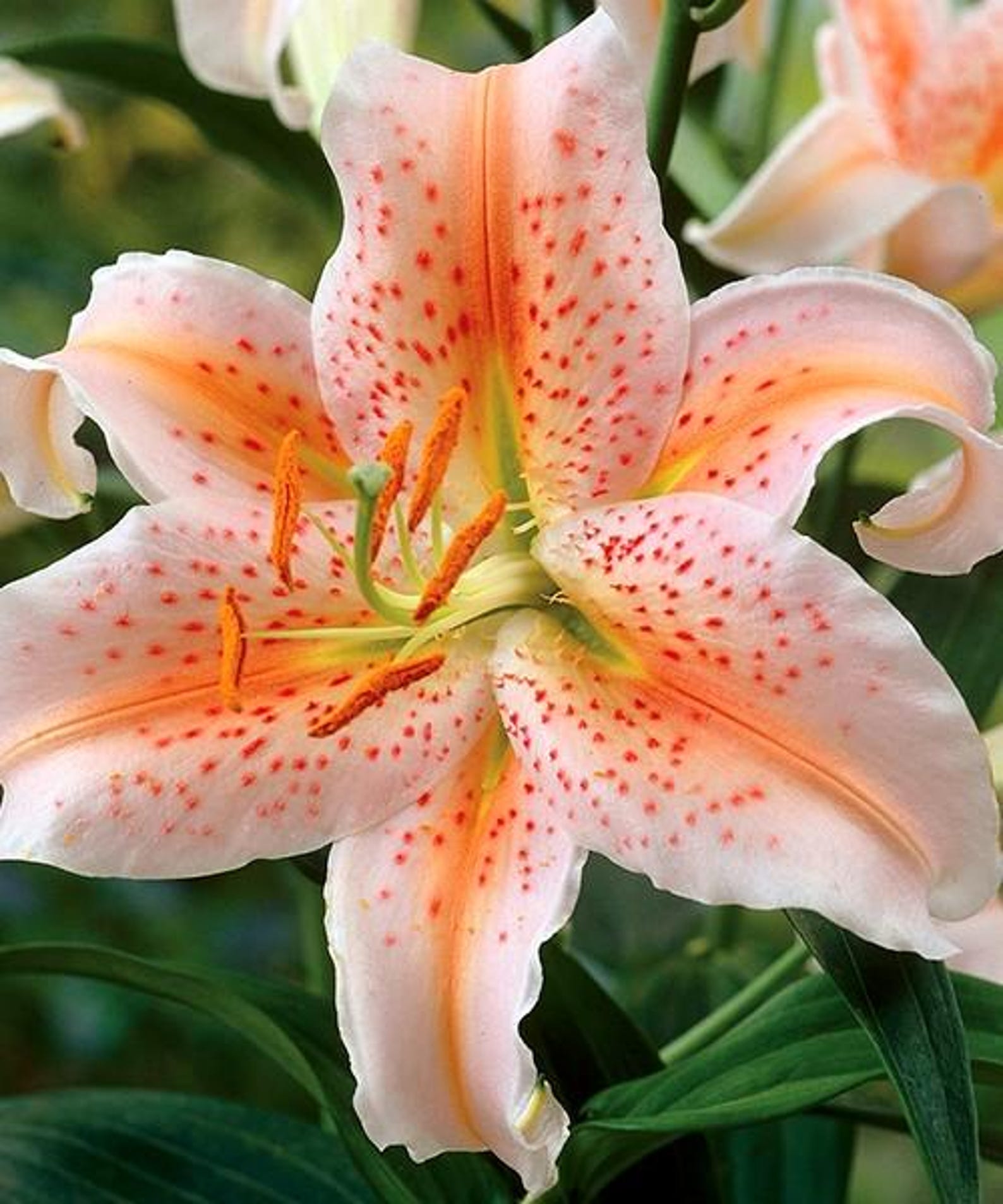 Lilium O 'salmon Party' | Dwarf Oriental Lily | Fragrant Perennial Bulb ...