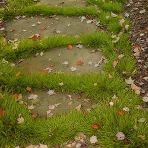 Acorus Gramineus 'minimus Aureus' | Dwarf Golden Sweet Flag Grass ...