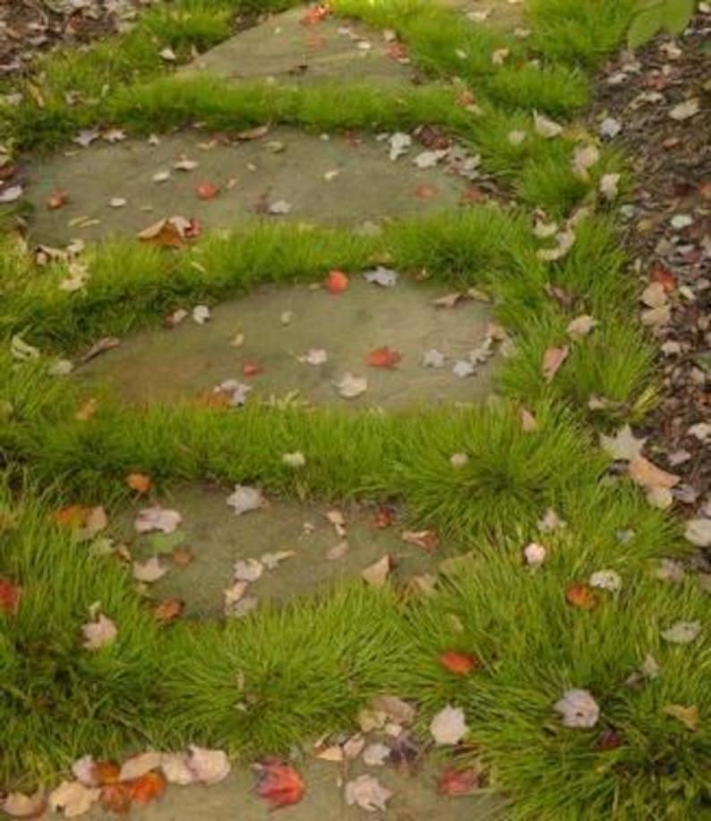 Acorus Gramineus 'minimus Aureus' | Dwarf Golden Sweet Flag Grass ...