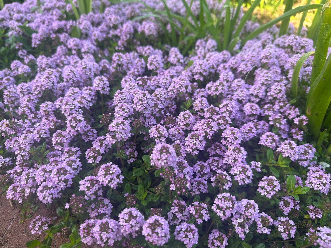 Thymus Serpyllum ‘pink Chintz’ | Fragrant Groundcover | Pink Creeping ...