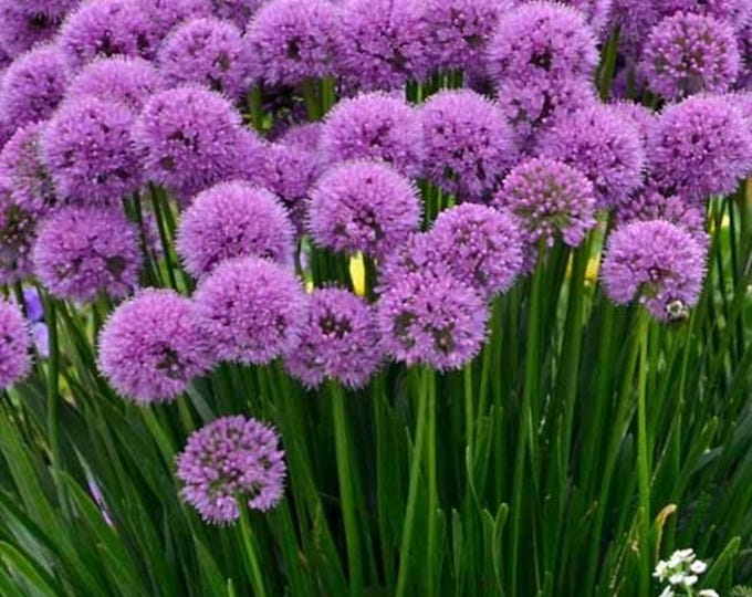 Allium Millenium - Etsy