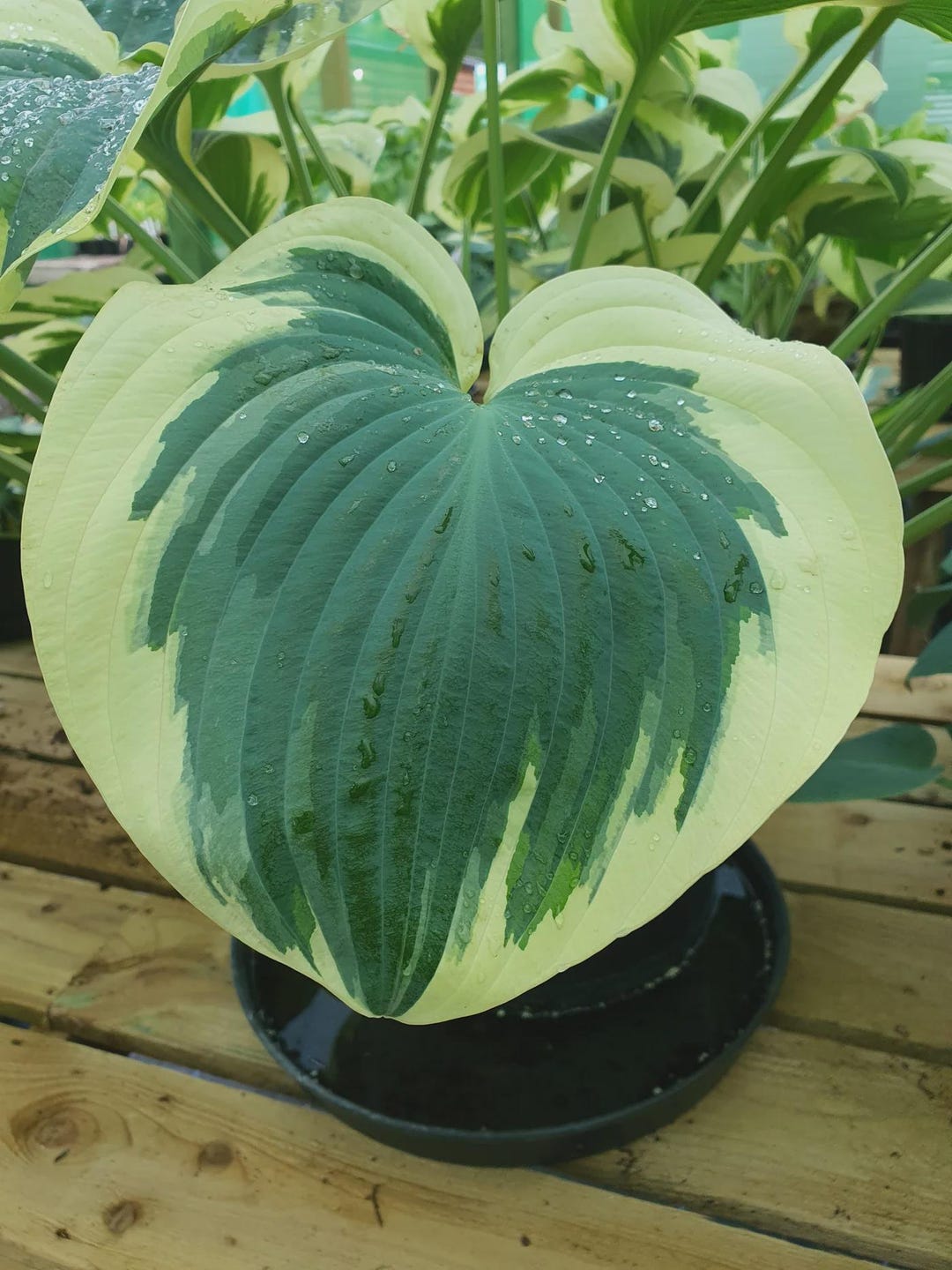 Hosta 'orion's Belt' | Medium Large Variegated Plantain Lily - Etsy