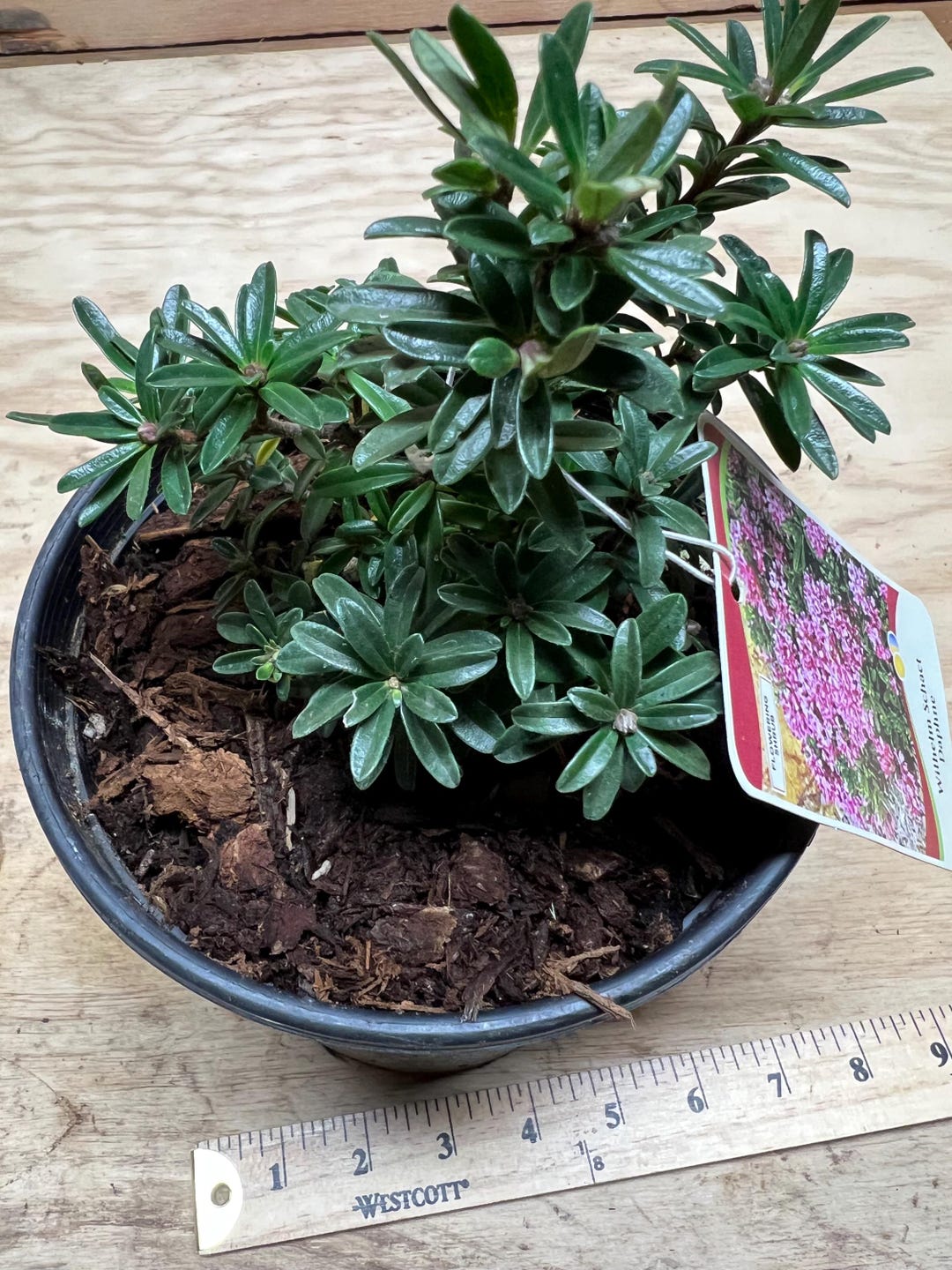 Daphne X Rollsdorfii 'wilhelm Schacht' | Dwarf Daphne | Fragrant ...