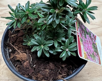 Daphne ‘carol Mackie’ | Variegated Daphne | Fragrant Shrub | Deer ...