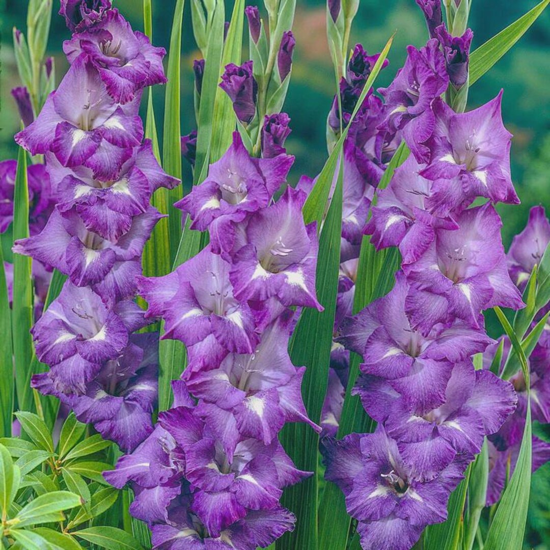 Gladiolus 'blue Isle' | Tall Sword Lily | Large Flowering | Cut Flowers ...