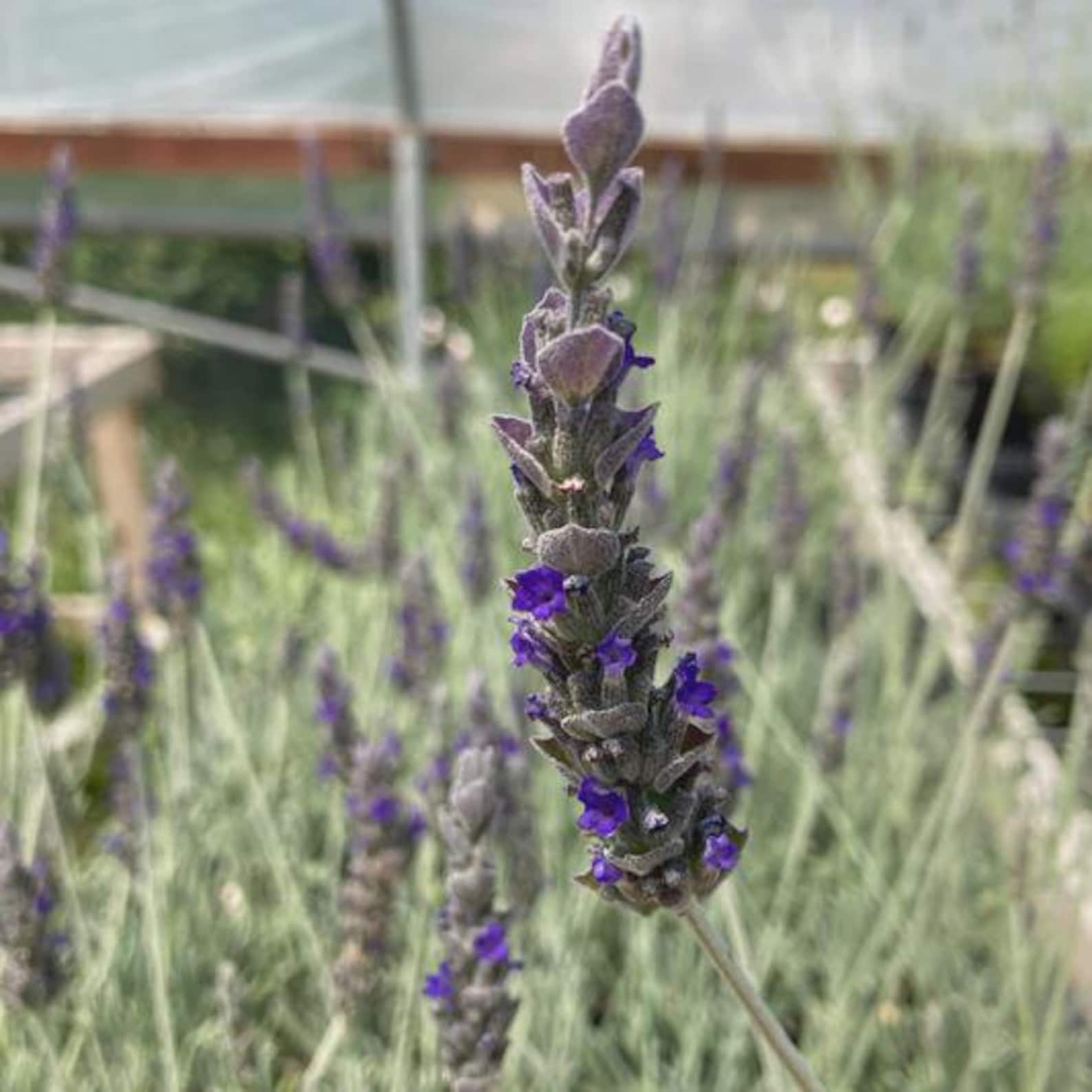 Lavandula X 'goodwin Creek' | Hybrid Lavender | Live Plant | Evergreen ...