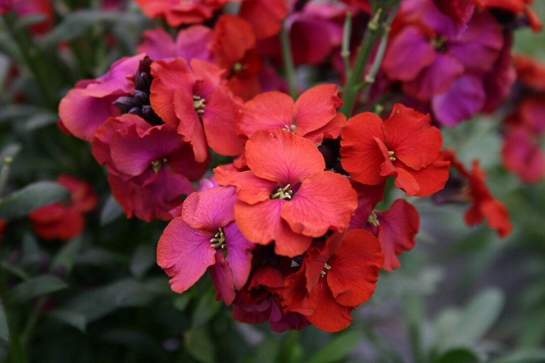 Erysimum 'winter Passion', English Compact Wallflower, Evergreen ...