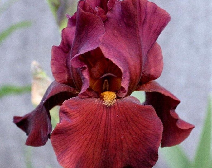 Iris 'war Chief' | Deep Red Bearded Iris | Reblooming Perennial | 1 ...