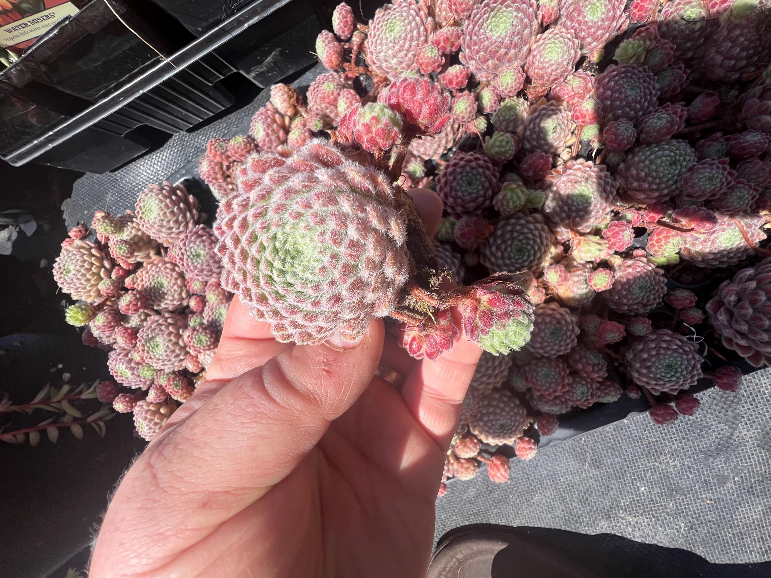 Sempervivum 'pacific Plum Fuzzy' | Maroon and Green Hens and Chicks ...