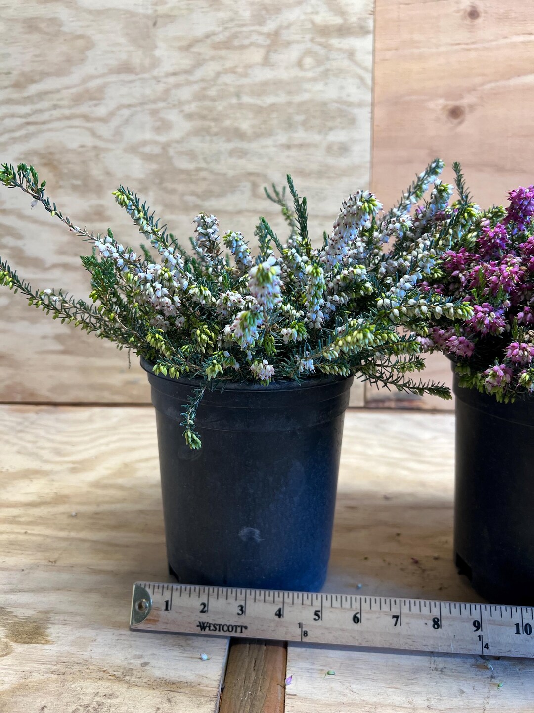 Erica X Darleyensis 'mediterranean White' | Winter/spring Blooming ...