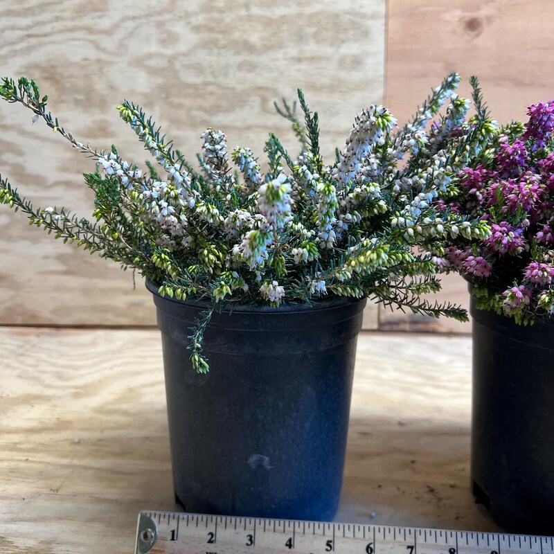 White Heather - Etsy