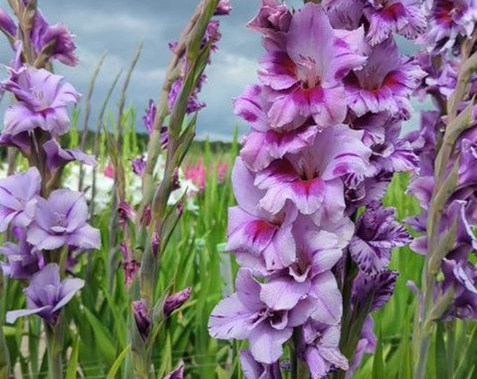 Gladiolus Passos, Purple Gladiolus, Large Flowering - 1 Bareroot Bulb ...