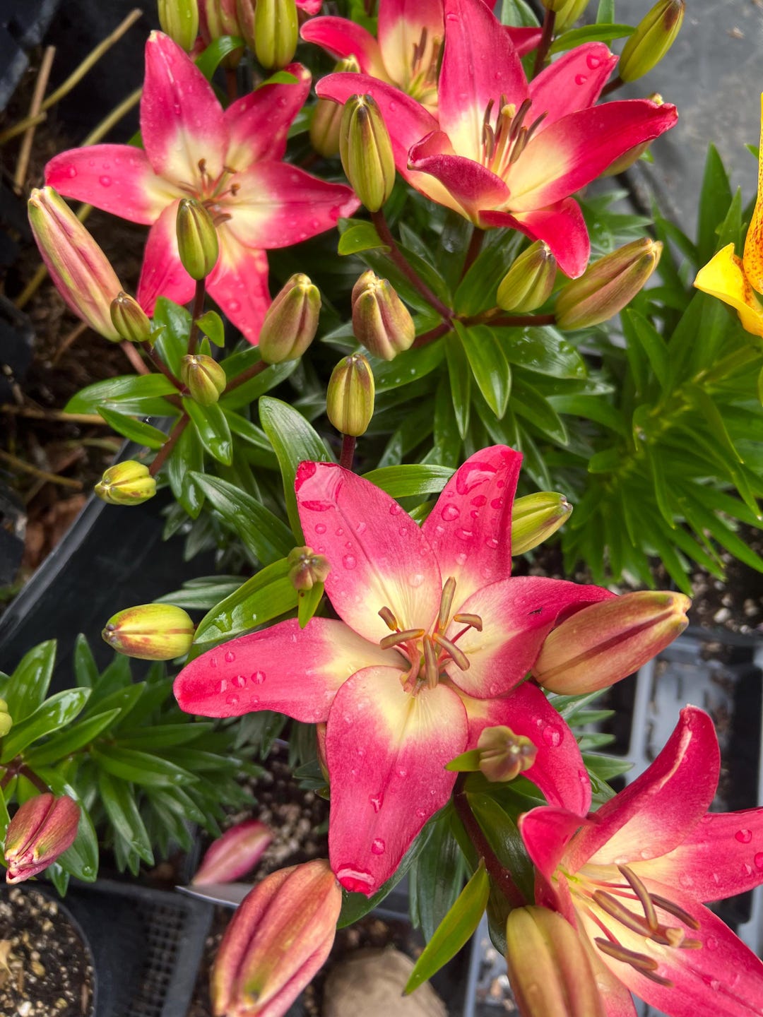 Lilium A 'tiny Diamond' | Compact Asiatic Lily, Bright Pink and White ...