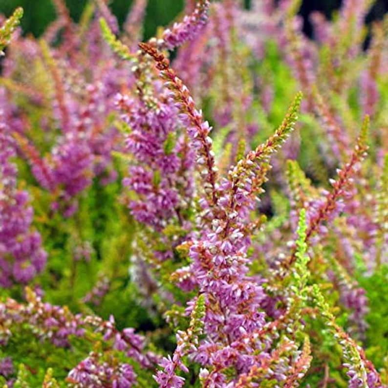 Calluna ‘winter Chocolate’ | Scottish Heather, Evergreen Groundcover ...