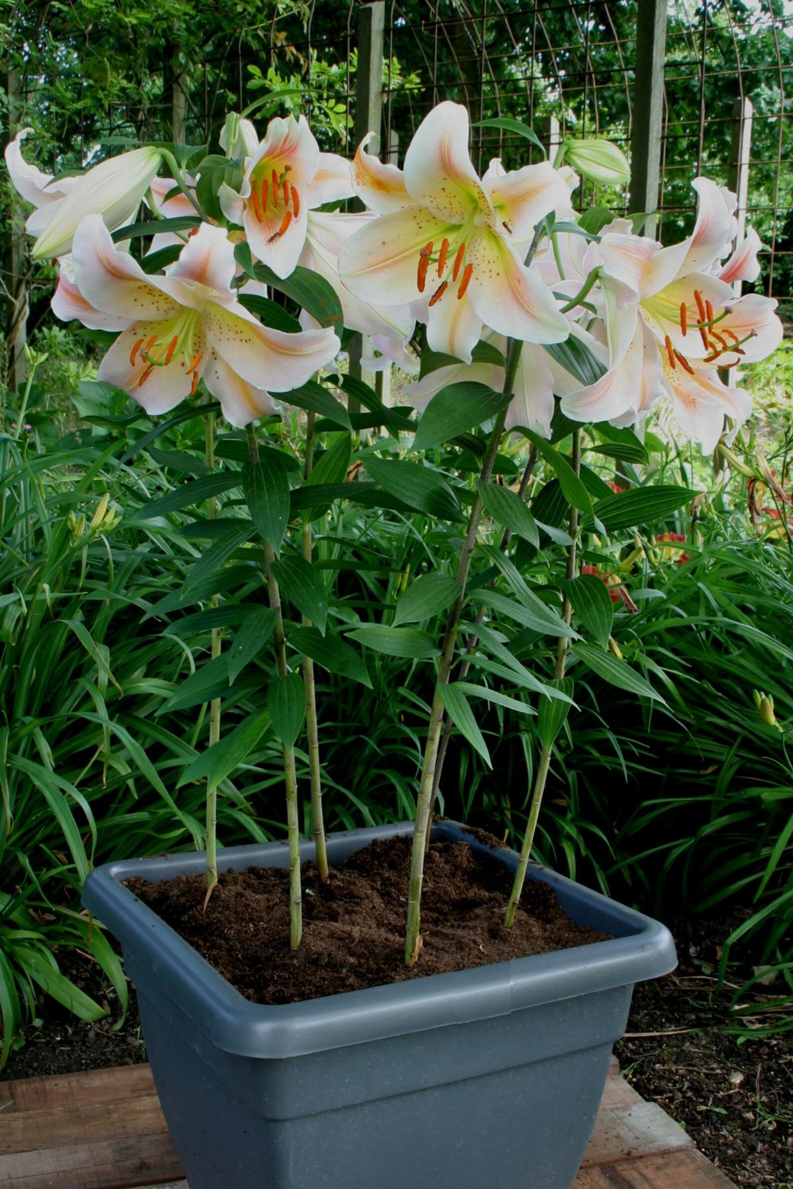 Lilium O 'salmon Party' | Dwarf Oriental Lily | Fragrant Perennial Bulb ...