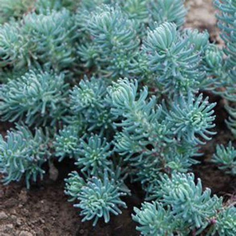 Sedum Reflexum 'blue Spruce' | Blue Stonecrop Succulent, Evergreen - Etsy