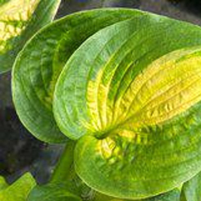 Hosta 'lakeside Banana Bay' | Small Variegated Plantain Lily - Etsy
