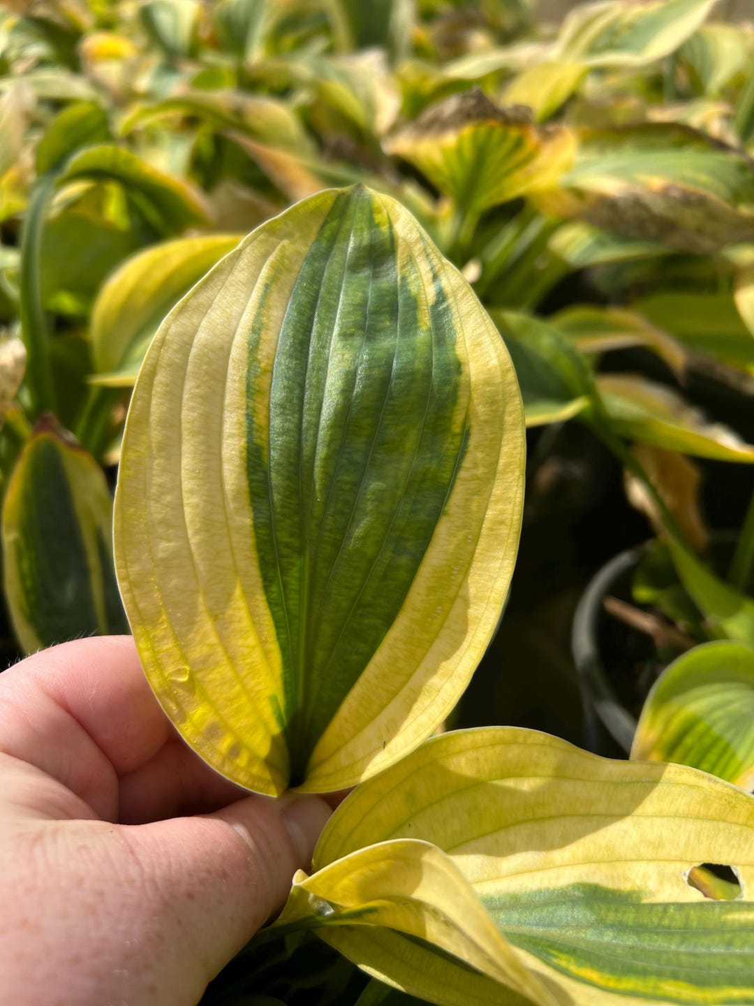 Hosta Velvet Moon, Small Variegated Hosta 1 Bareroot, Live Plant - Etsy