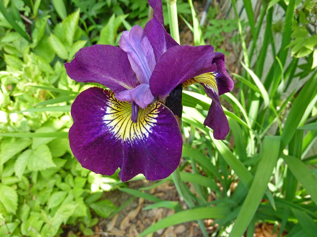 Iris Sibirica 'sultan's Ruby' | Siberian Iris | Hardy Perennial | USDA ...