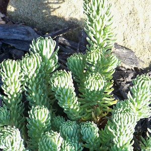 Sedum Oracle, Blue Feathery Stonecrop Succulent, Sedum Forsterianum ...