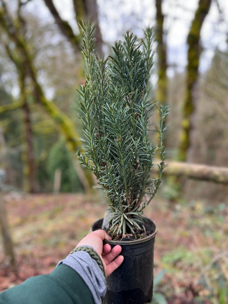 Cephalotaxus ‘fastigiata’ | Columnar Japanese Plum Yew, Evergreen ...