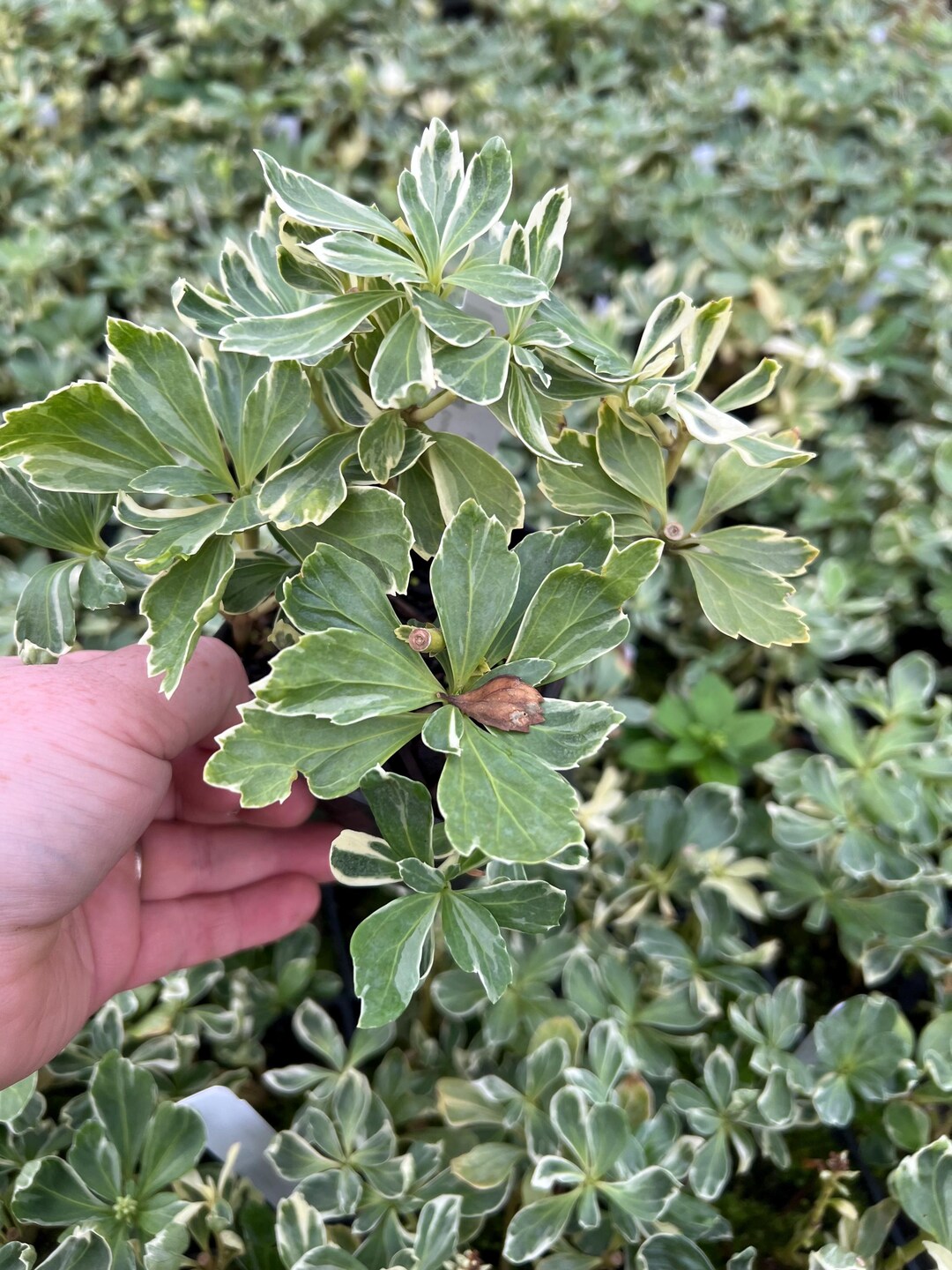 Pachysandra Terminalis silver Edge, Variegated Japanese Pachysandra ...
