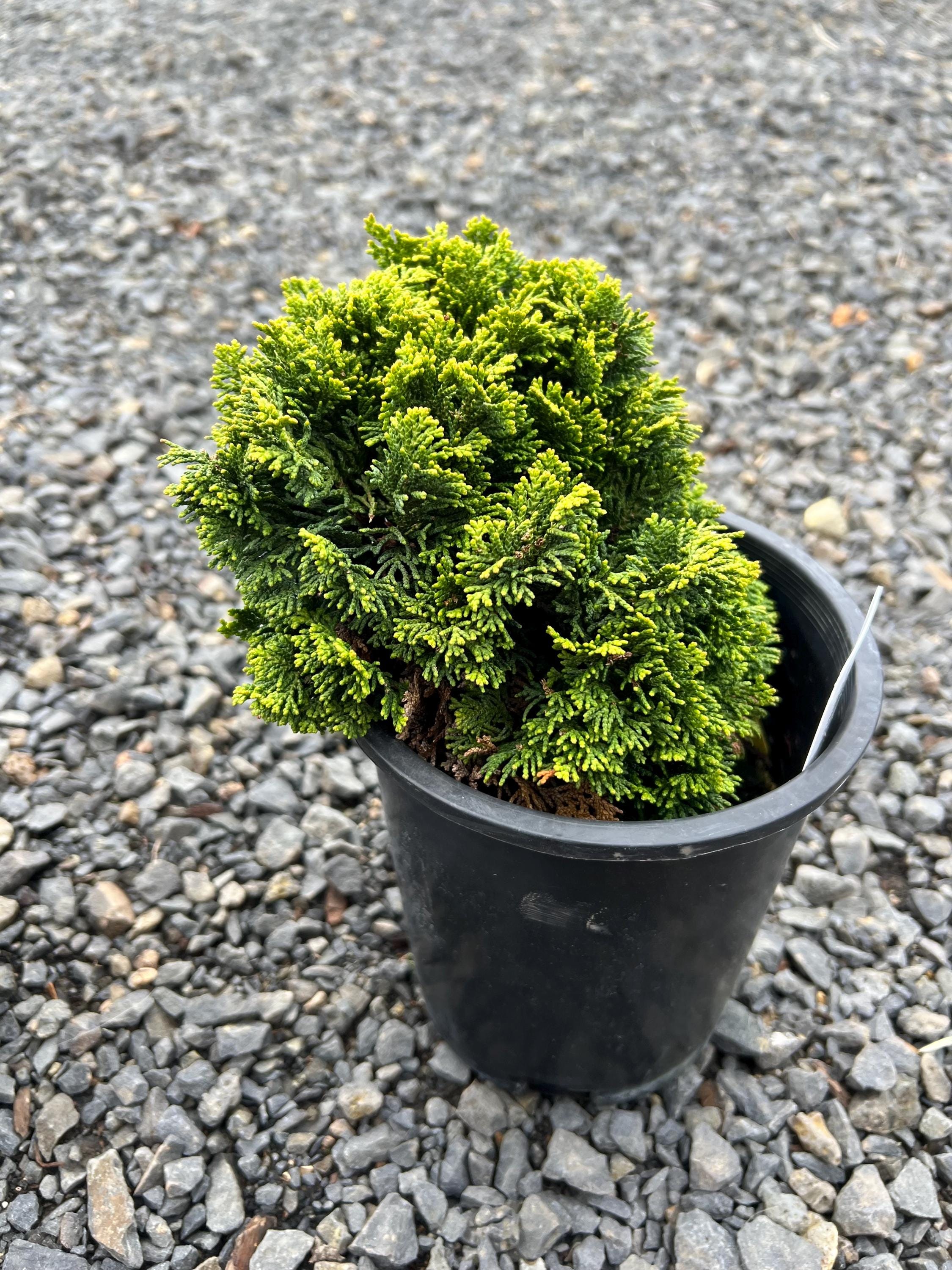 Chamaecyparis Obtusa 'gold Hage' | Hinoki Cypress - Etsy
